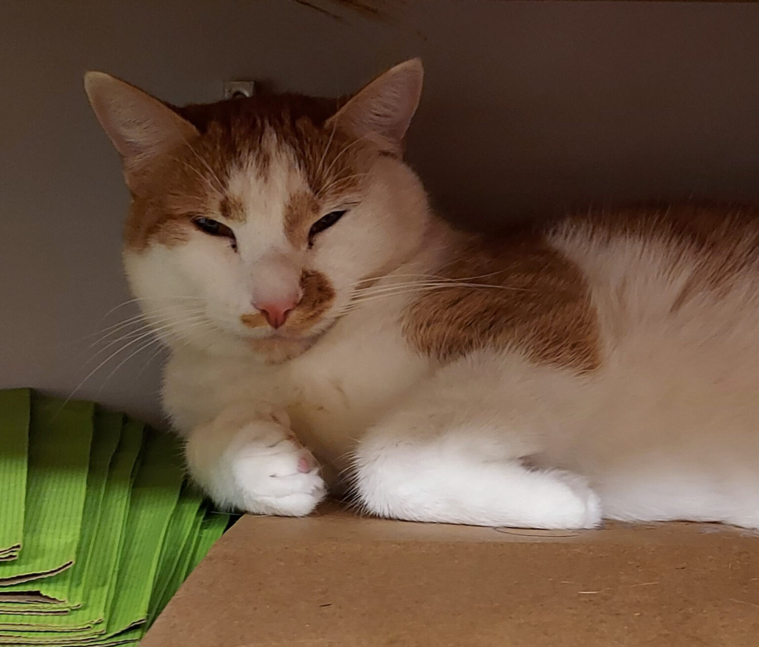 Board of Directors - Casual Cat